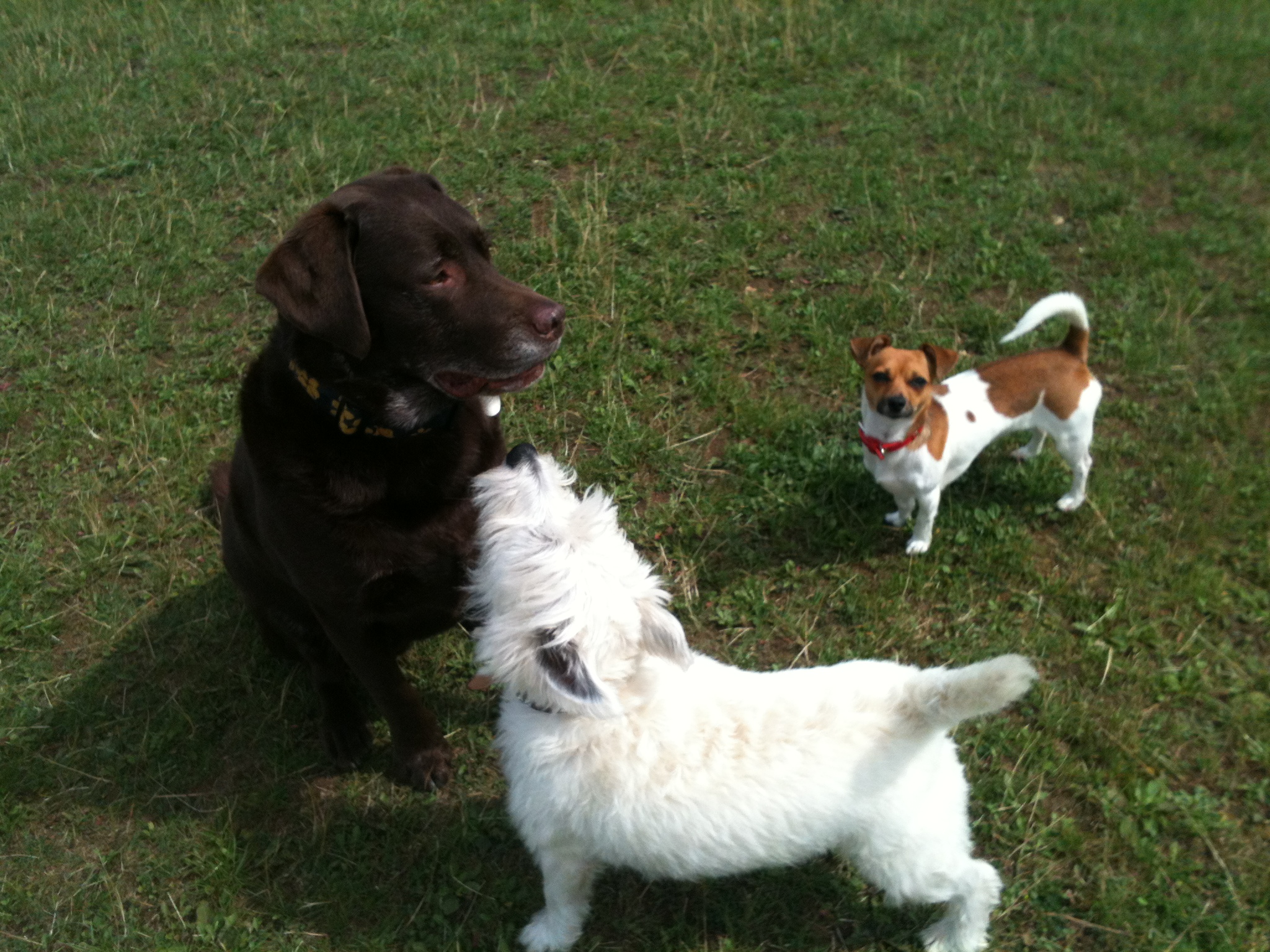 Three happy dogs – Smart Pet Care – Your pet is our priority